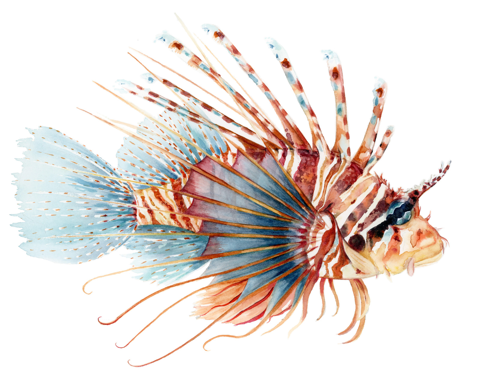 Colorful Lionfish